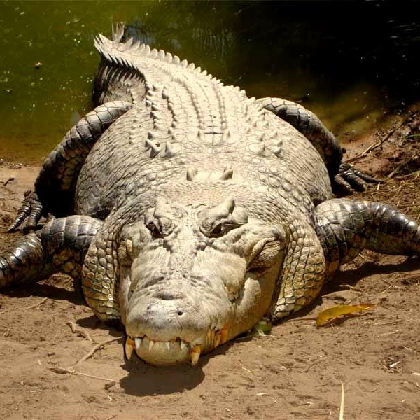 Branson's Wild World - 2021 Discounts - Branson Travel Office