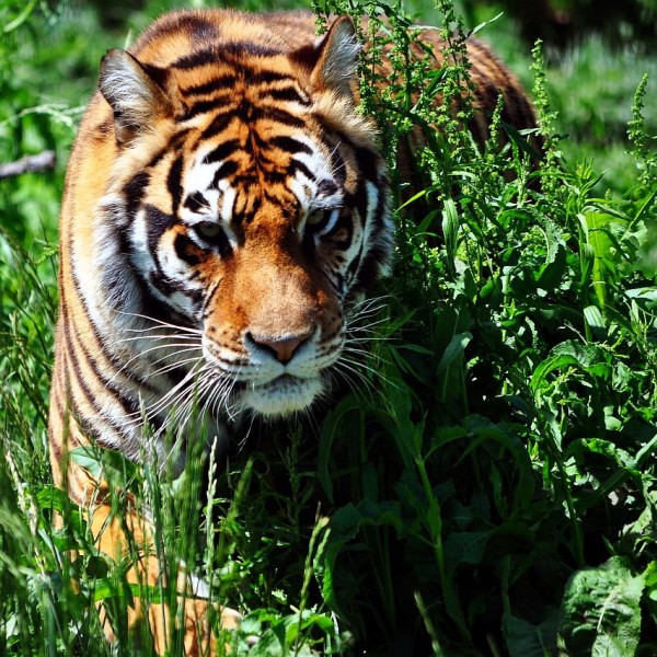 National Tiger Sanctuary - Branson, MO - Branson Travel Office