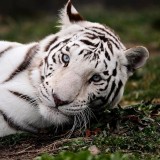 National Tiger Sanctuary - Branson, MO - Branson Travel Office